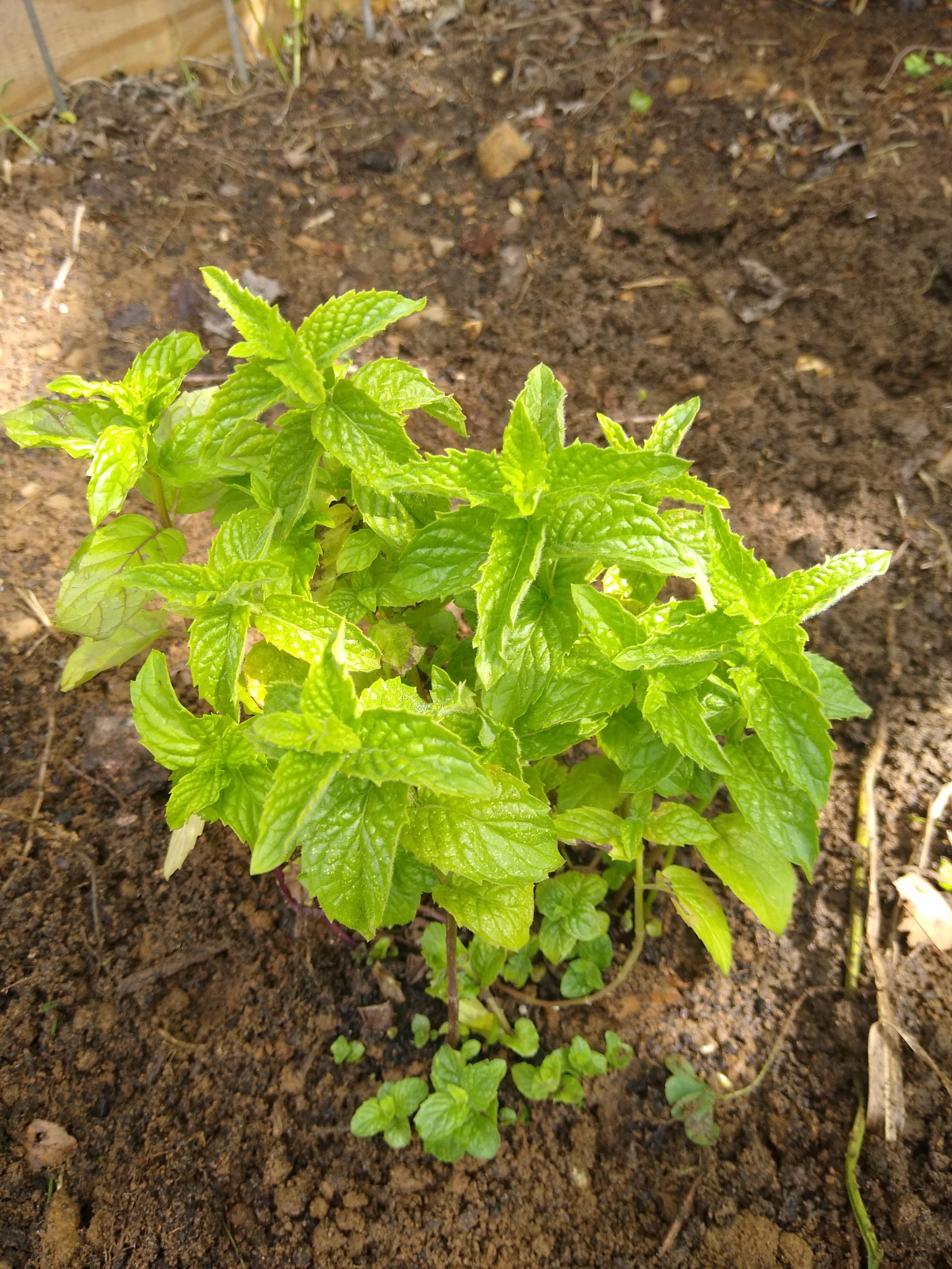 Peppermint – Jolene’s Herbalism Pages